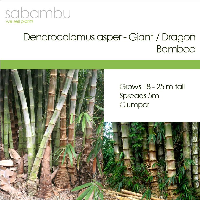 Bamboo Plants Pretoria - Sabambu