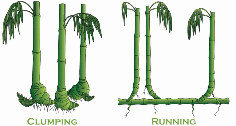 Bamboo Plants - Sabambu