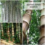 Bamboo Plants - Sabambu
