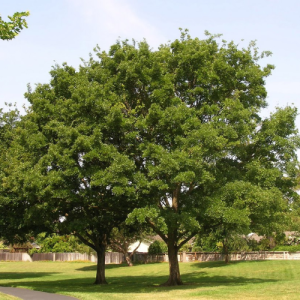 Celtis sinensis - Sabambu