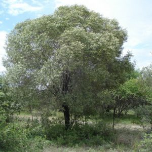 Olea africana - Sabambu